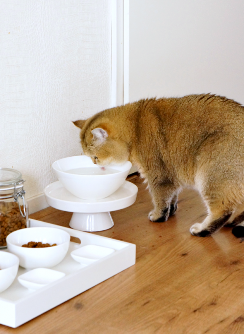 DIY Cat Food Tray ⋆ Beautylab.nl