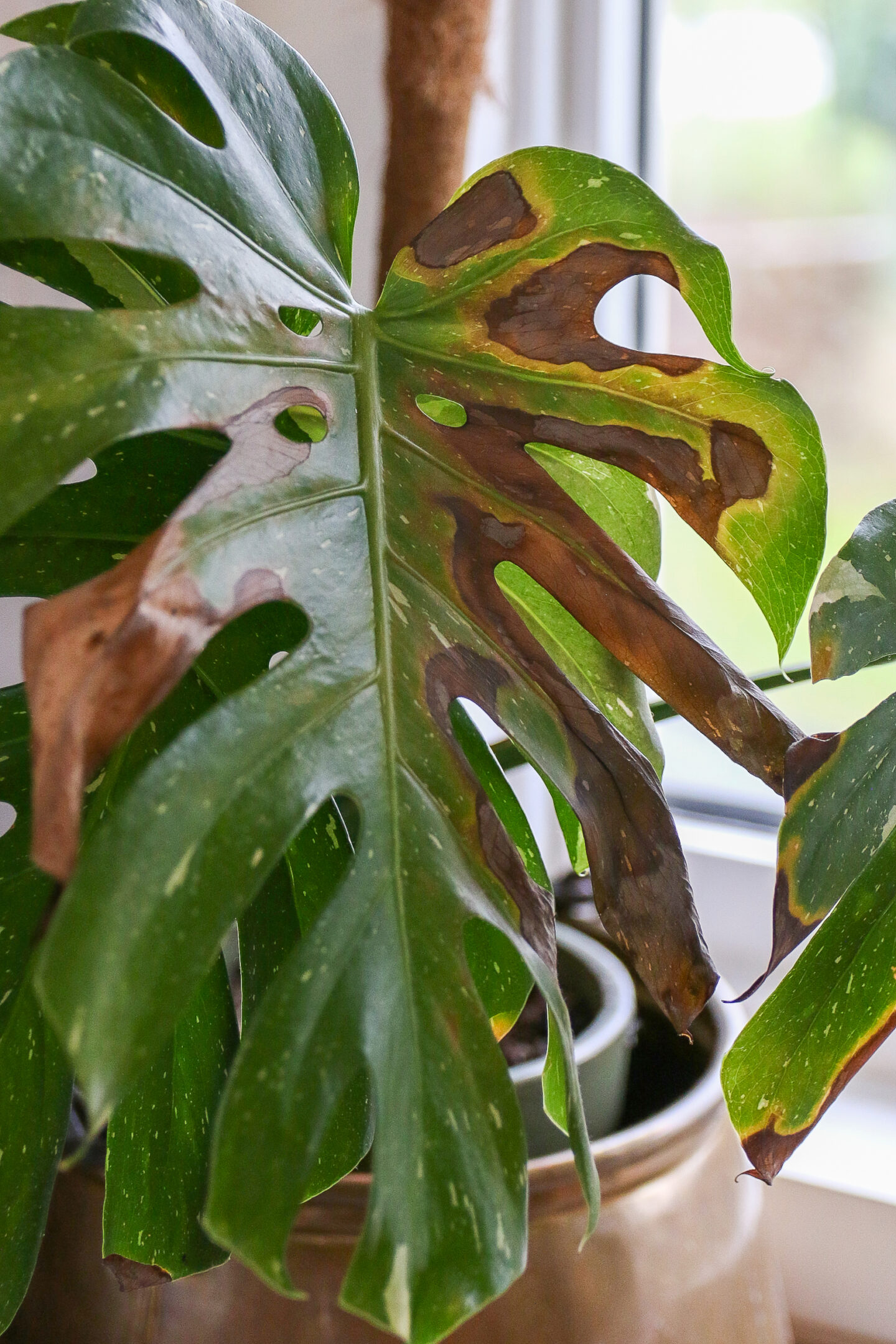 De beste manier om trips in kamerplanten te bestrijden ⋆ Beautylab.nl